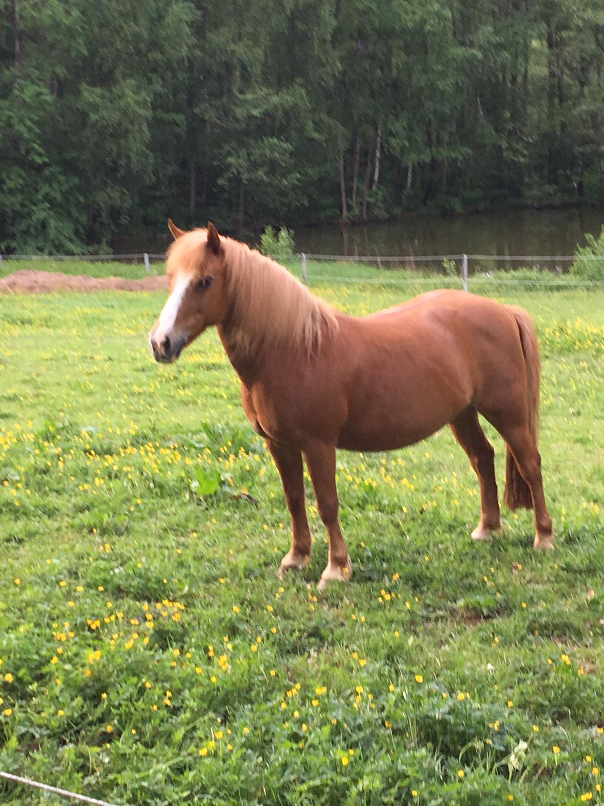 Herzlich Willkommen auf dem Reiterhof & Ponyhof in Wölferlingen ...